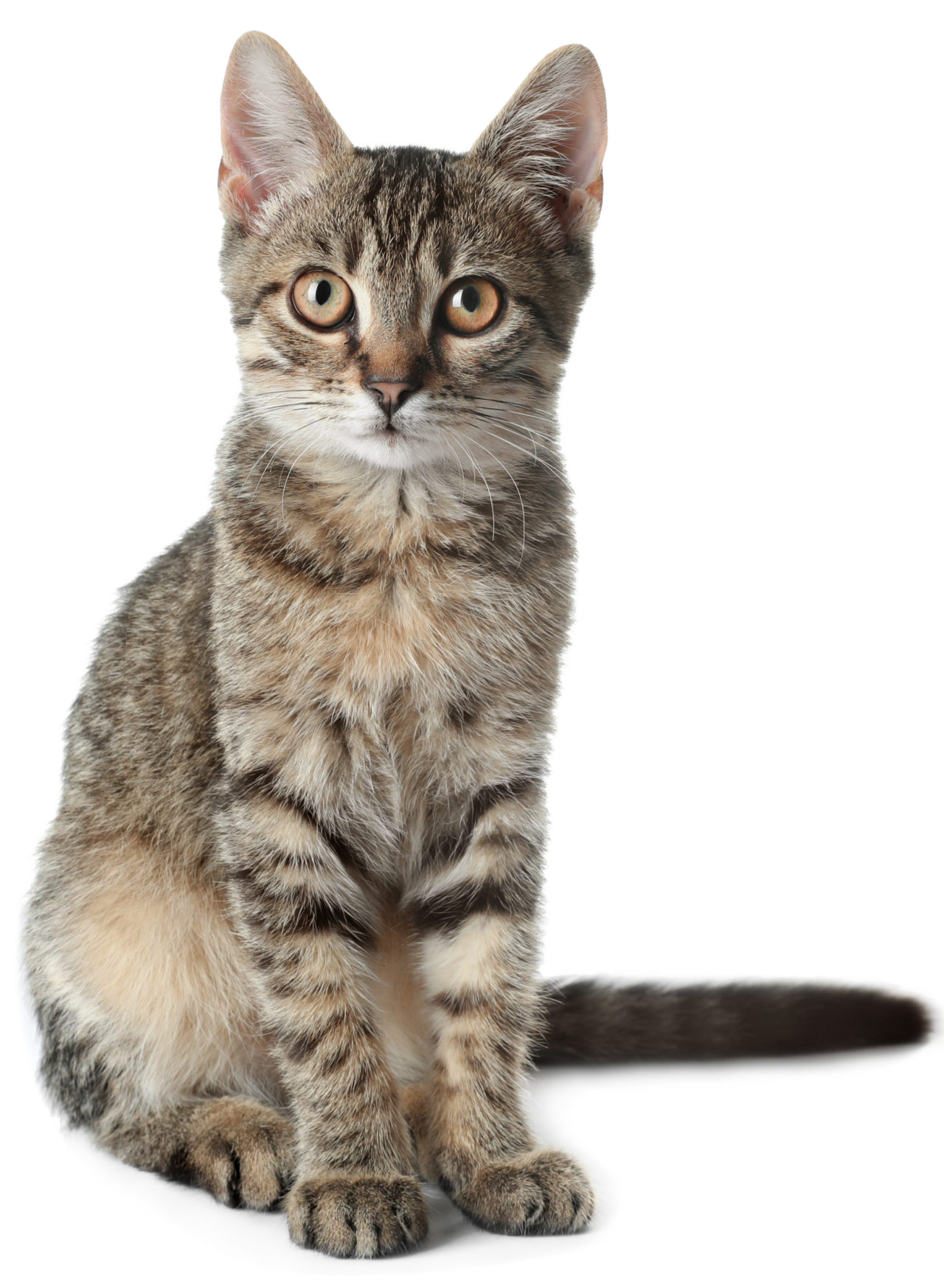 Animal Hospital & Veterinarians | Holly Springs, NC | Holly Springs ...